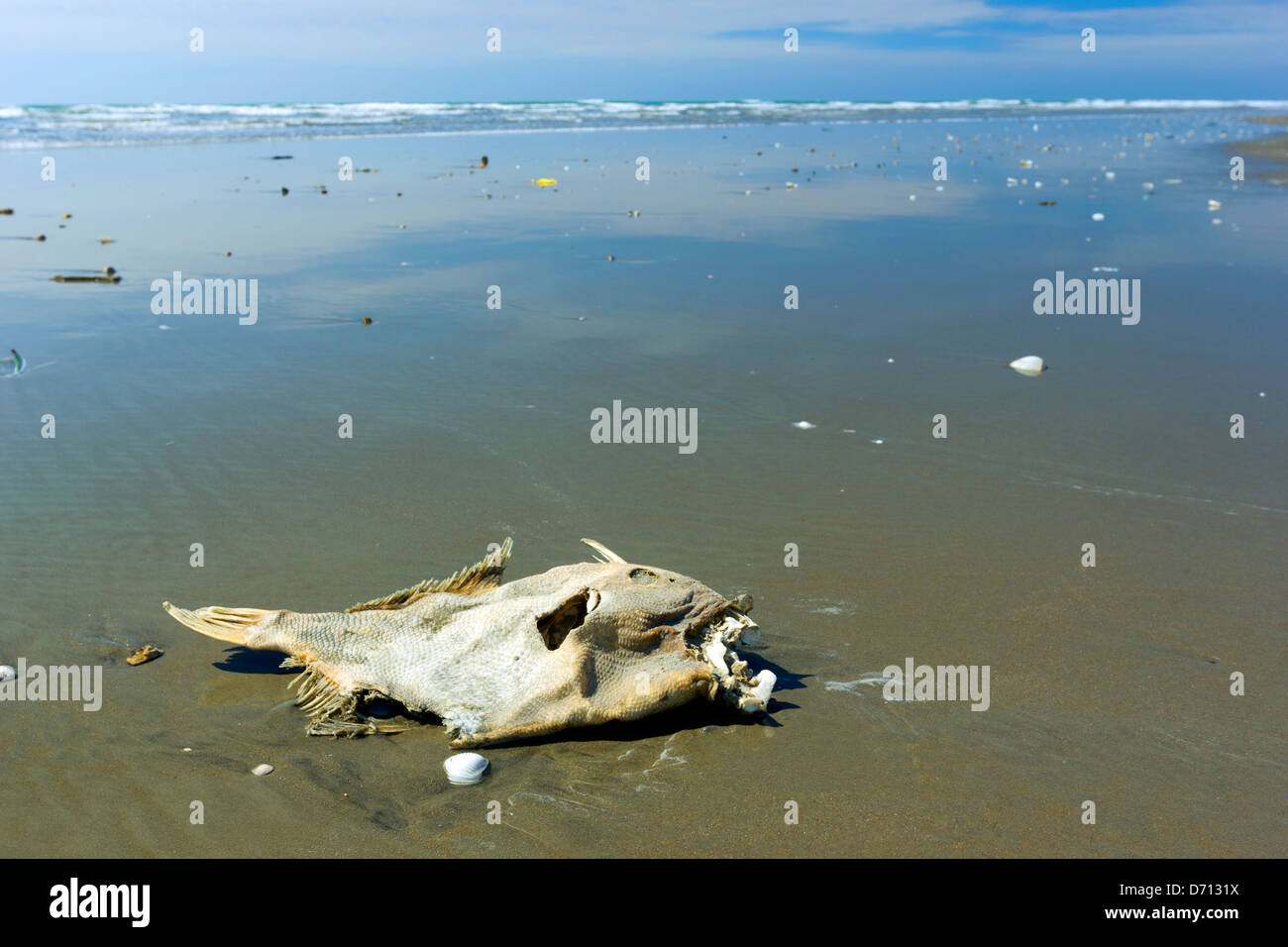 Climate change global warming dead fish hi-res stock photography and ...