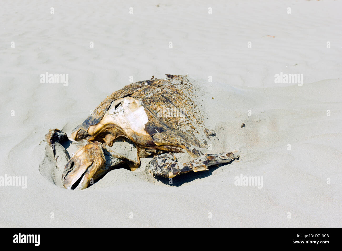 Dead loggerhead turtle on a beach on the Pacific coast of Ecuador Stock ...