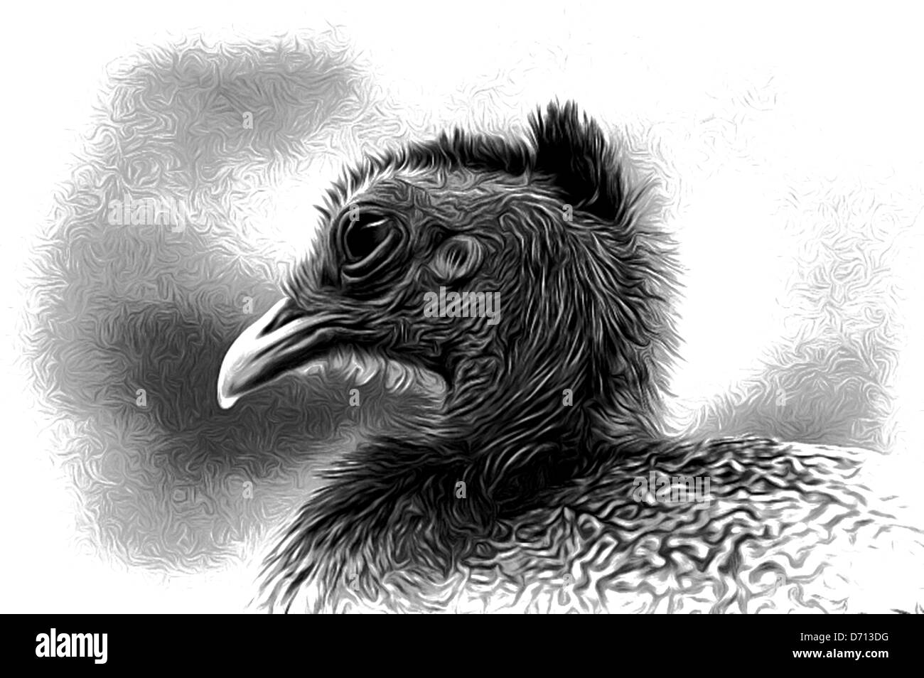 Phasianinae images hi-res stock photography and images - Alamy