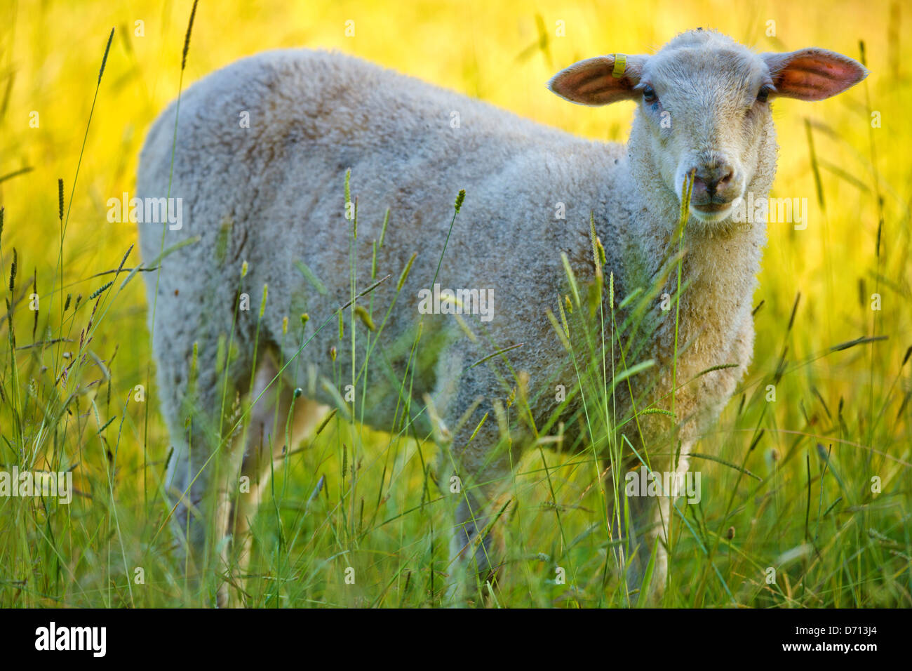 Canada, Vancouver Island, Sheep in pasture Stock Photo - Alamy