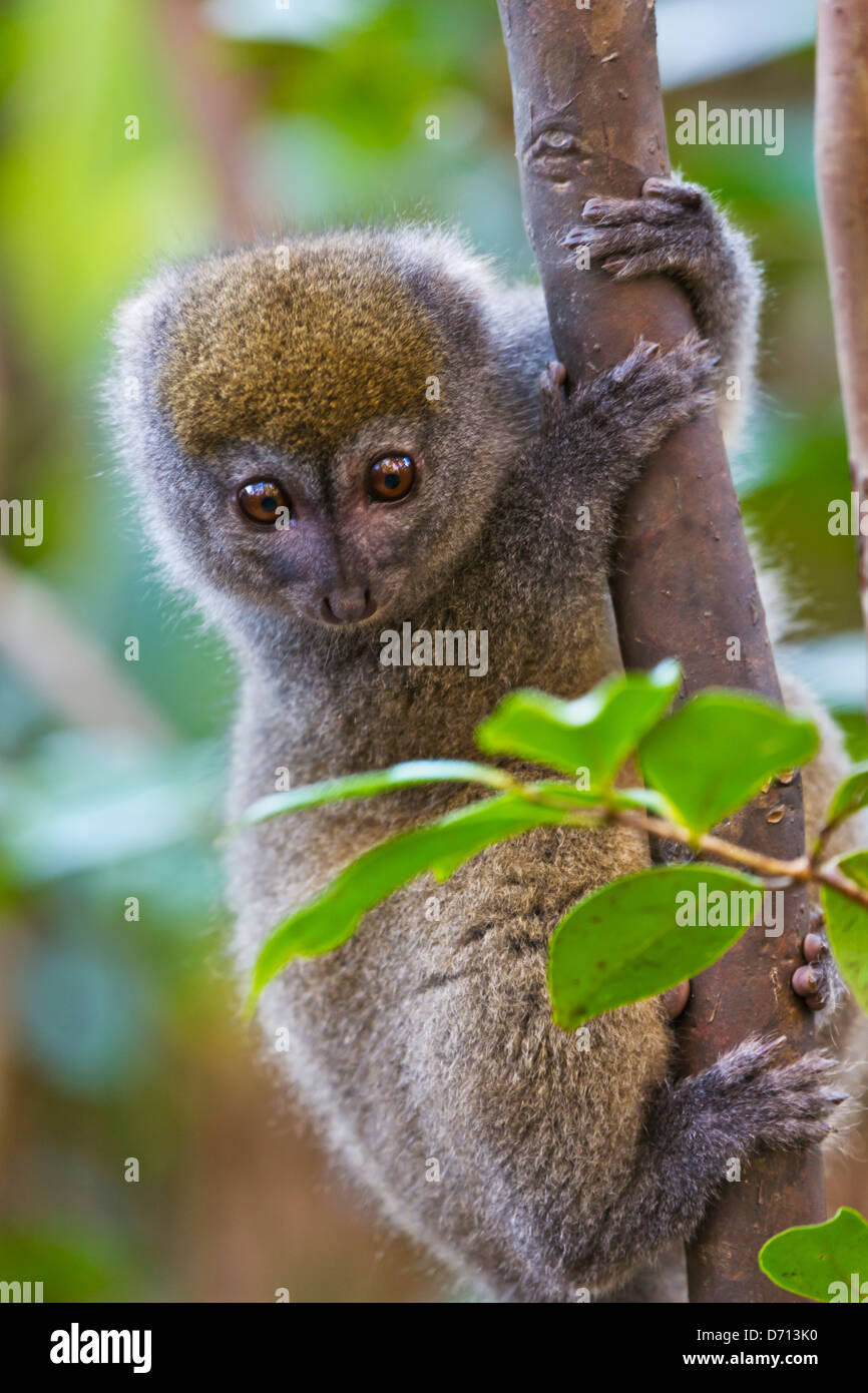 Golden bamboo lemur (Hapalemur aureus), Madagascar Stock Photo - Alamy