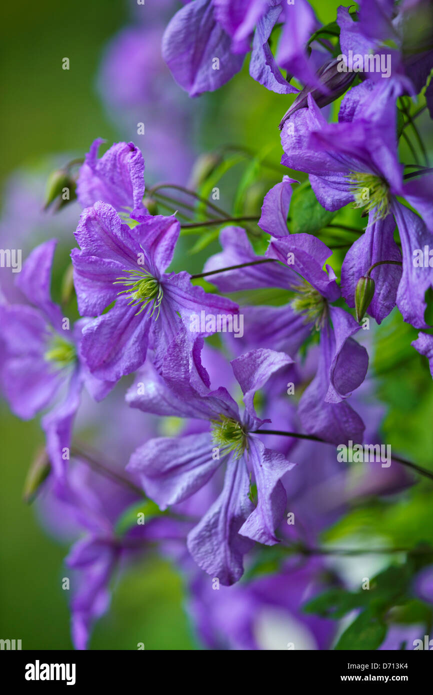 Canada, Vancouver Island, Flower garden Stock Photo - Alamy