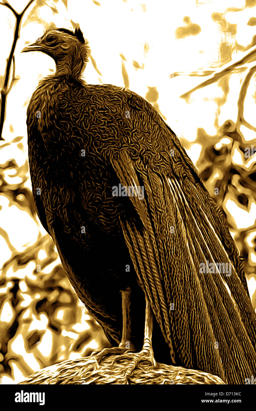 Illustrations argus hi-res stock photography and images - Alamy