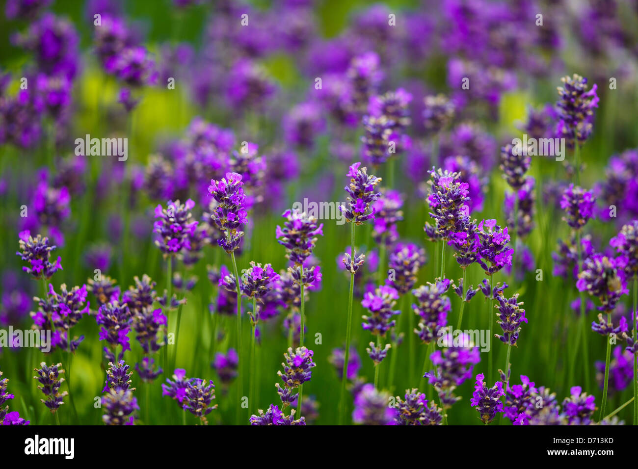 Canada, Vancouver Island, Flower garden Stock Photo - Alamy
