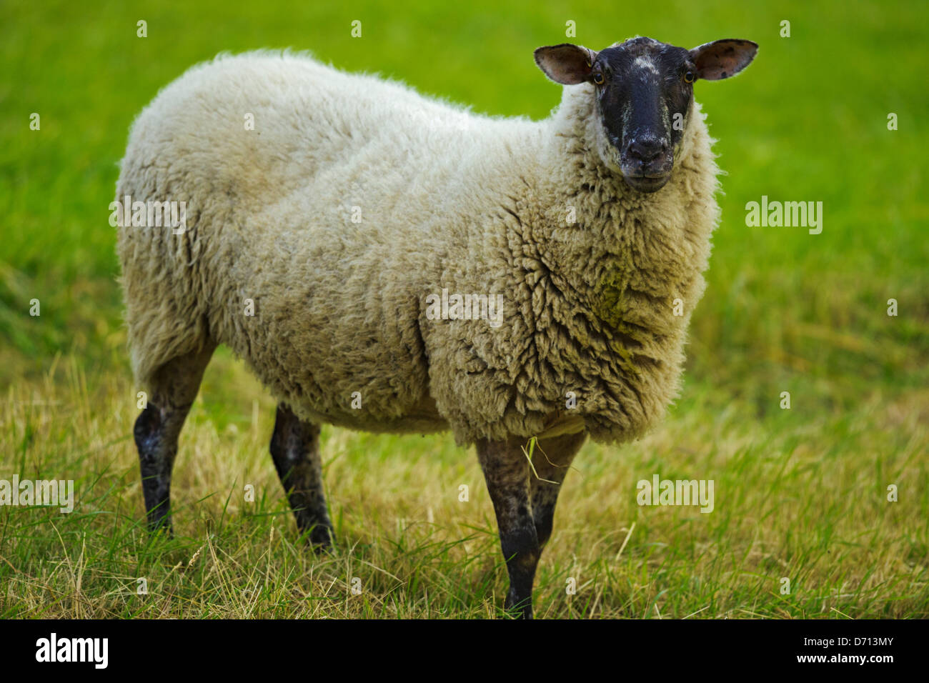 Canada, Vancouver Island, Sheep in pasture Stock Photo - Alamy