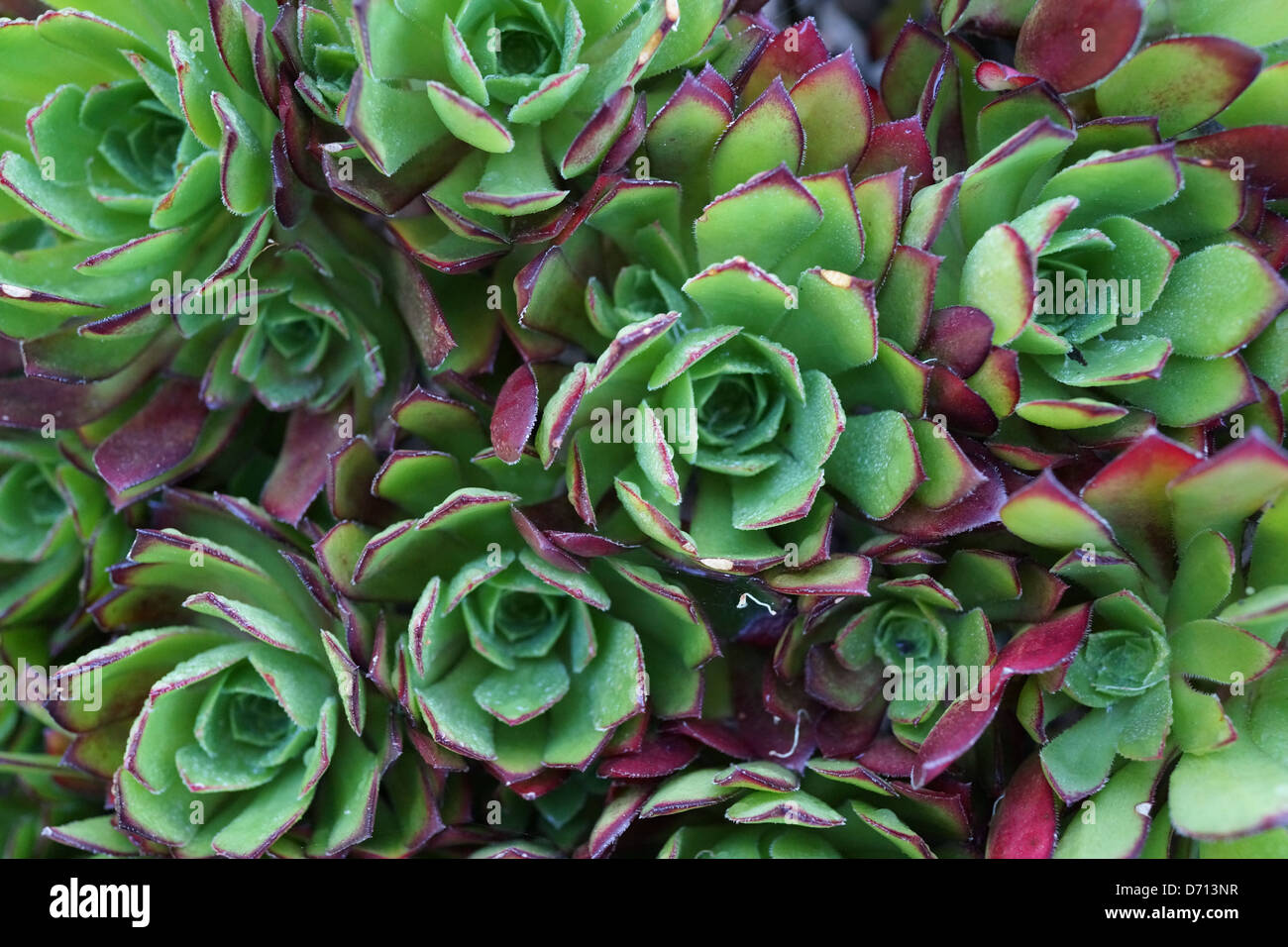 Succulent roof garden design hi-res stock photography and images - Alamy