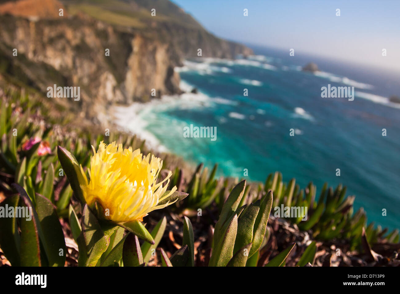Wildflowers blooming along the coastline in Big Sur,California Stock ...