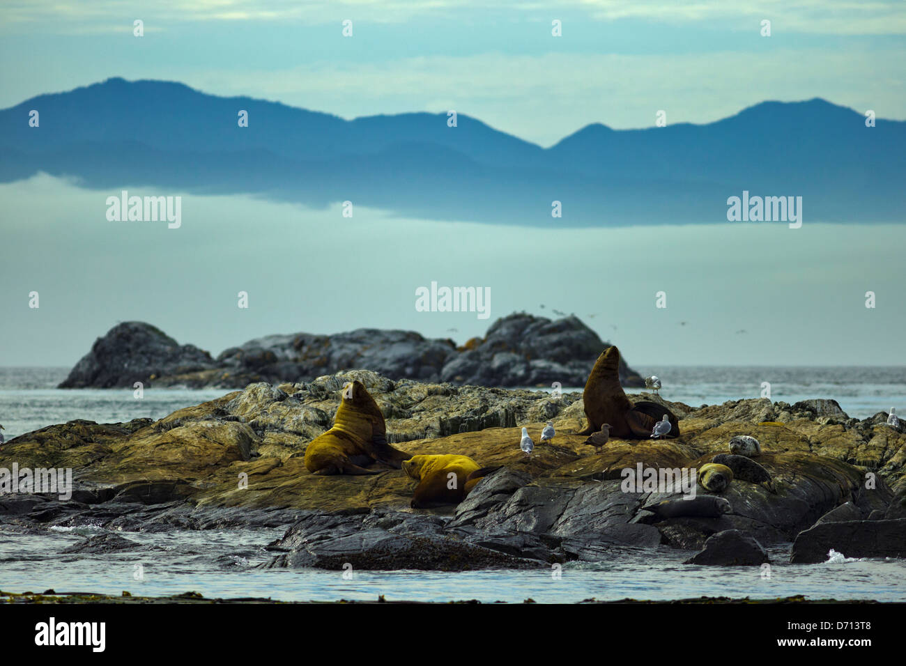 Canada, Vancouver Island, Seals on Race Rocks Stock Photo - Alamy