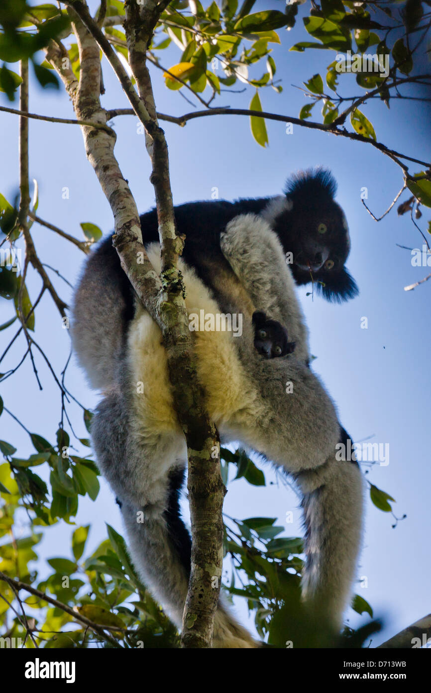 Indri (Indri indri), largest lemur, in the forest, Perinet Reserve ...