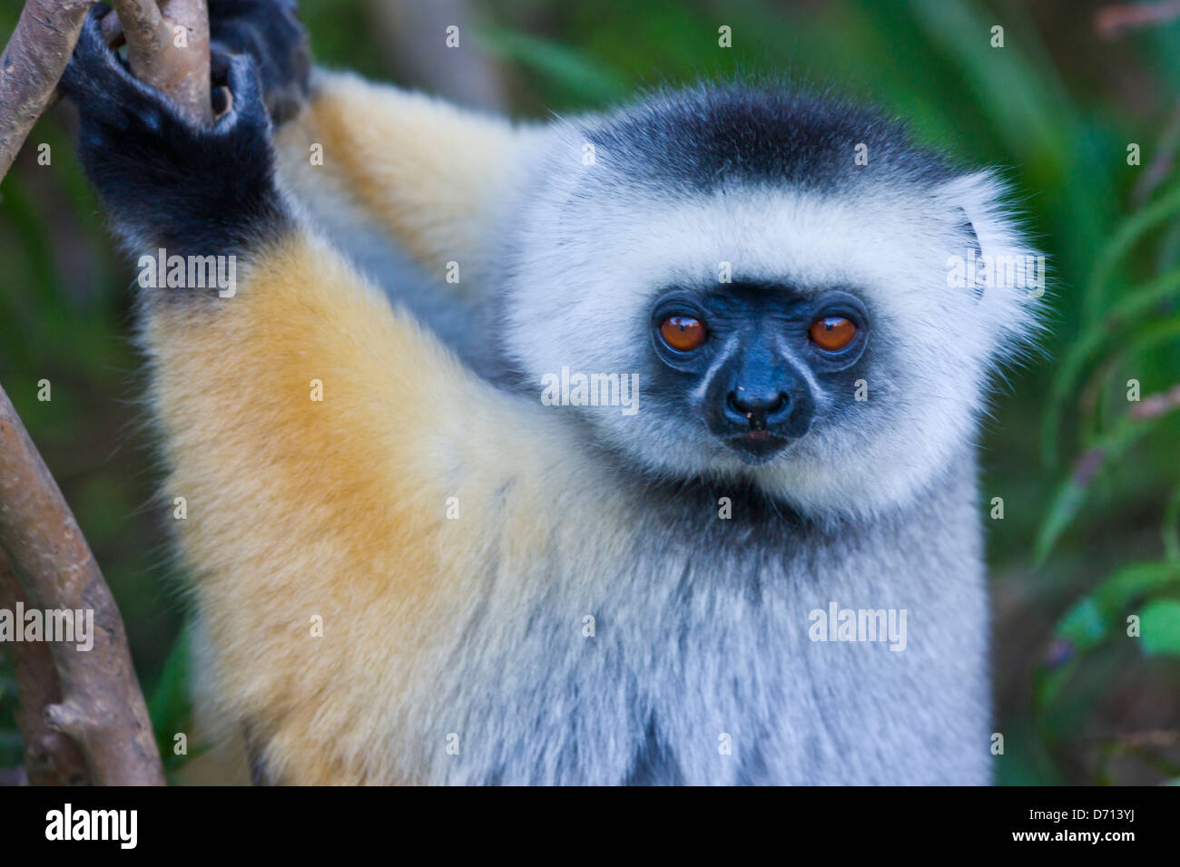 Madagascar golden hi-res stock photography and images - Alamy