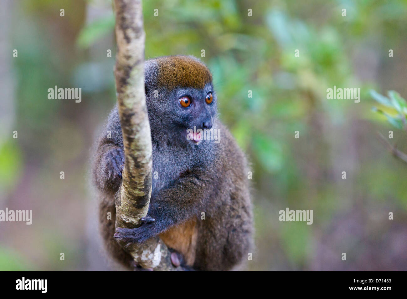 Golden bamboo lemur (Hapalemur aureus), Madagascar Stock Photo - Alamy