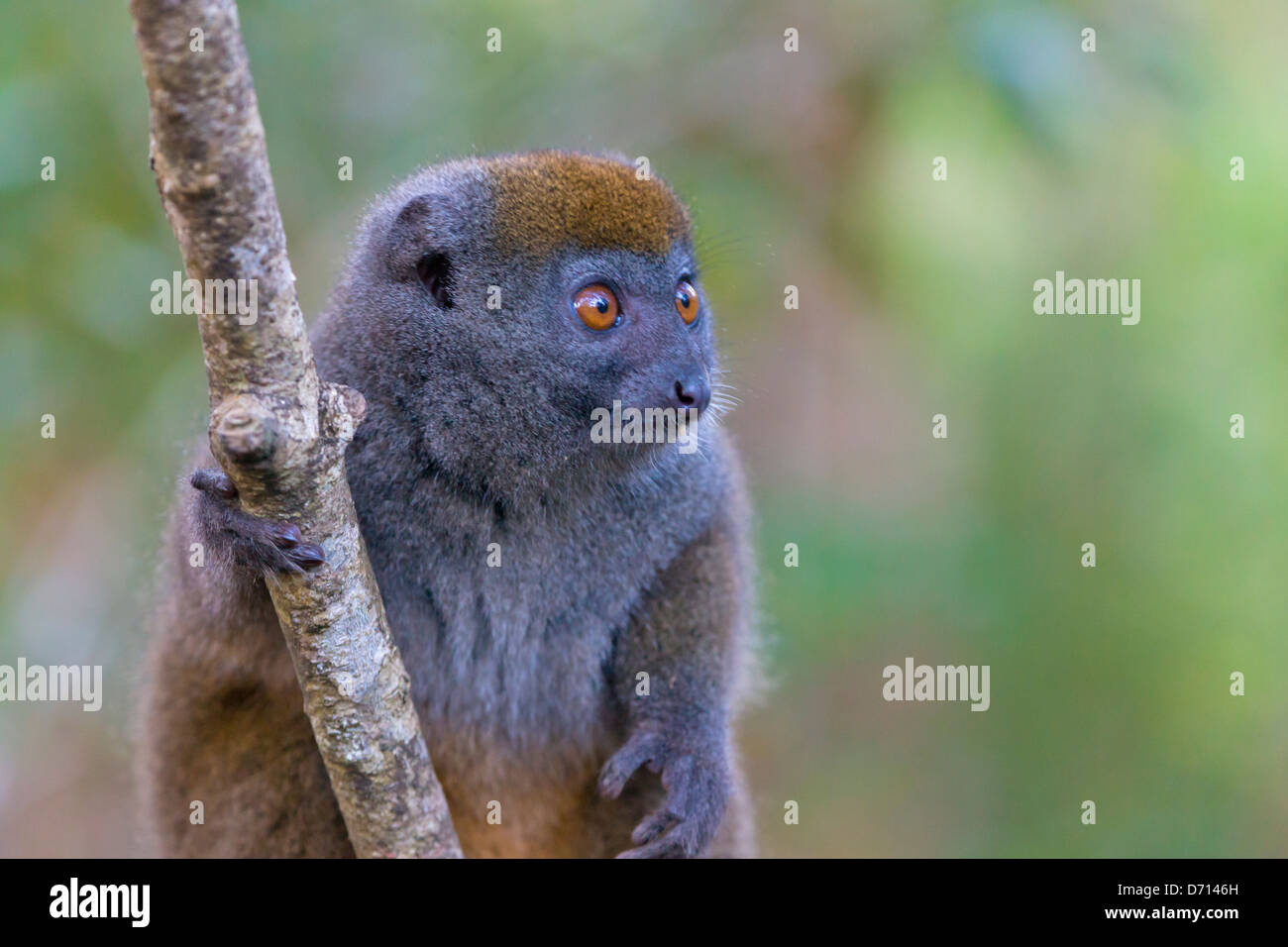 Golden bamboo lemur (Hapalemur aureus), Madagascar Stock Photo - Alamy