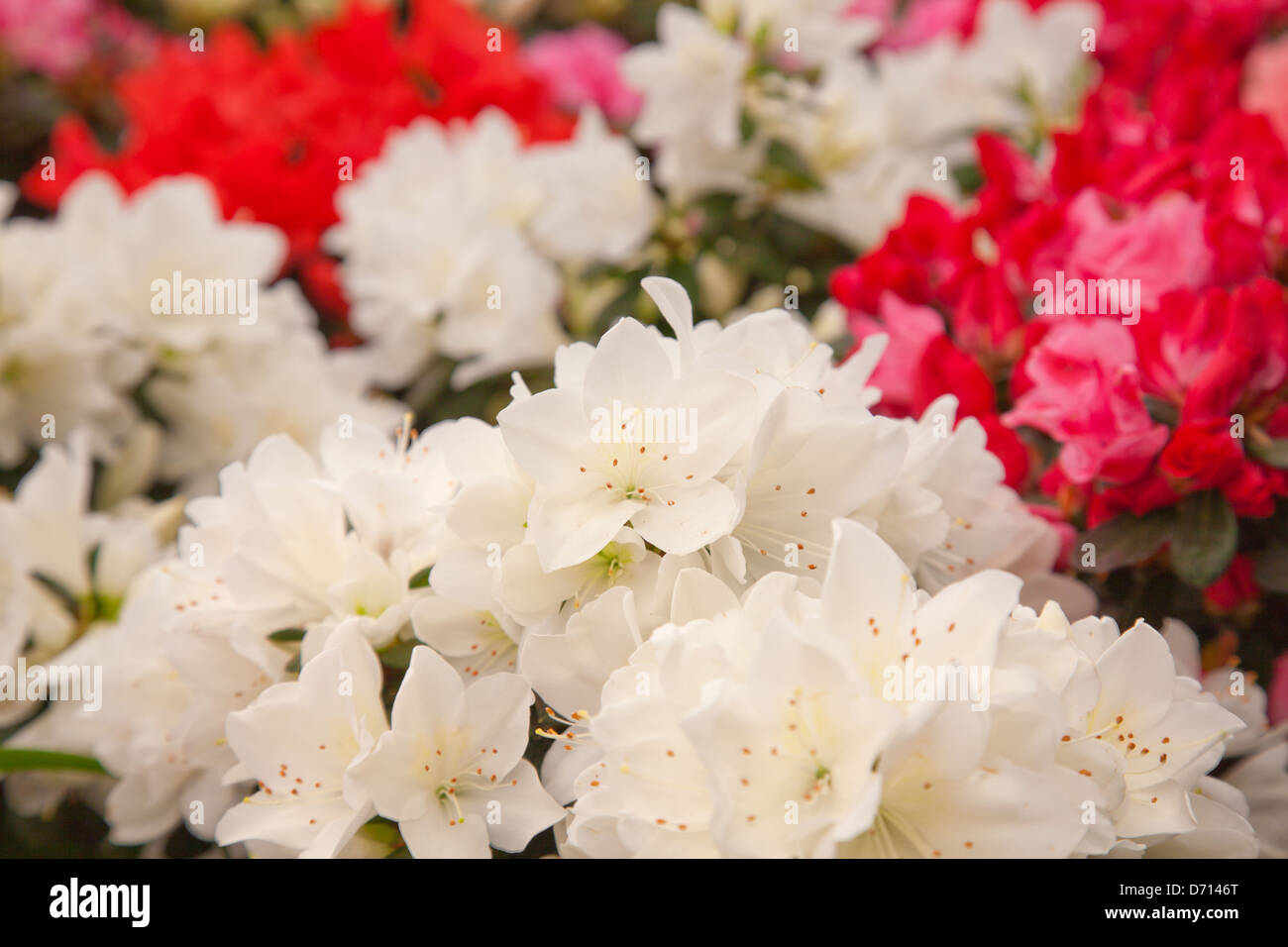 blooming azaleas natural background Stock Photo - Alamy