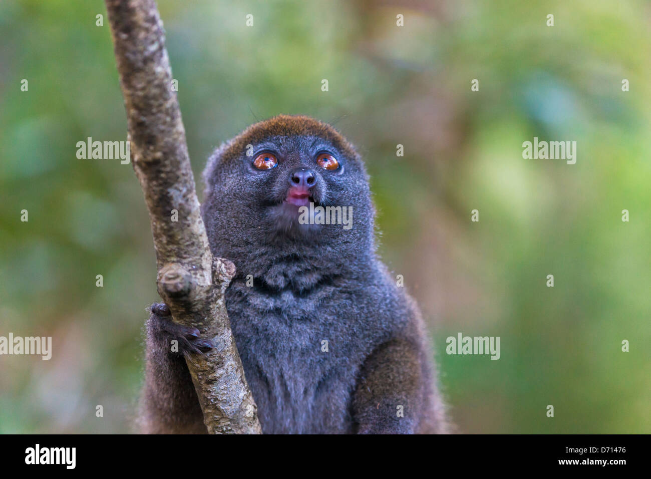 Golden bamboo lemur (Hapalemur aureus), Madagascar Stock Photo - Alamy
