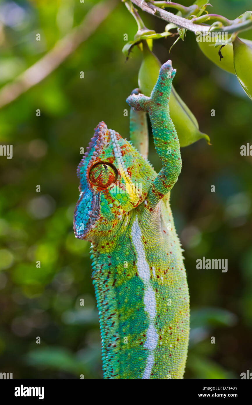 Panther chameleon reaching for fruit, Madagascar Stock Photo - Alamy
