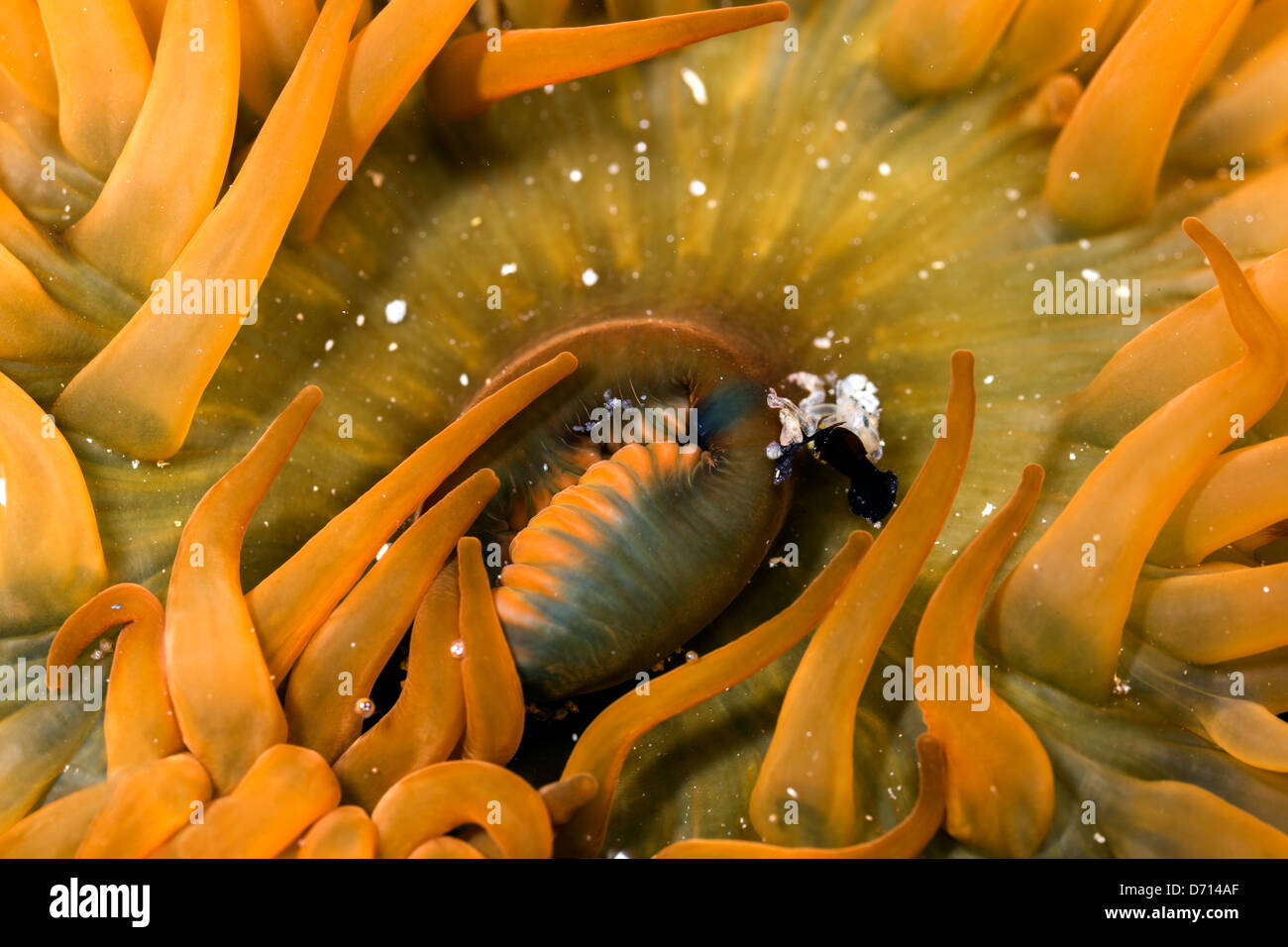 A close up detail photograph of an orange beadlet anemone in a rock ...