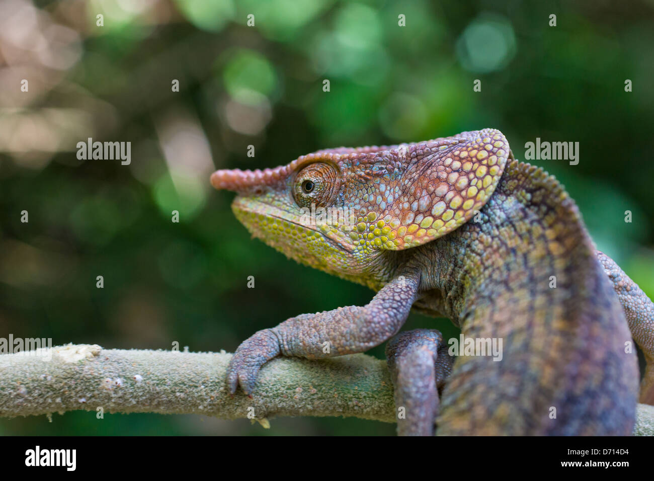 Elephant chameleon, Madagascar Stock Photo - Alamy