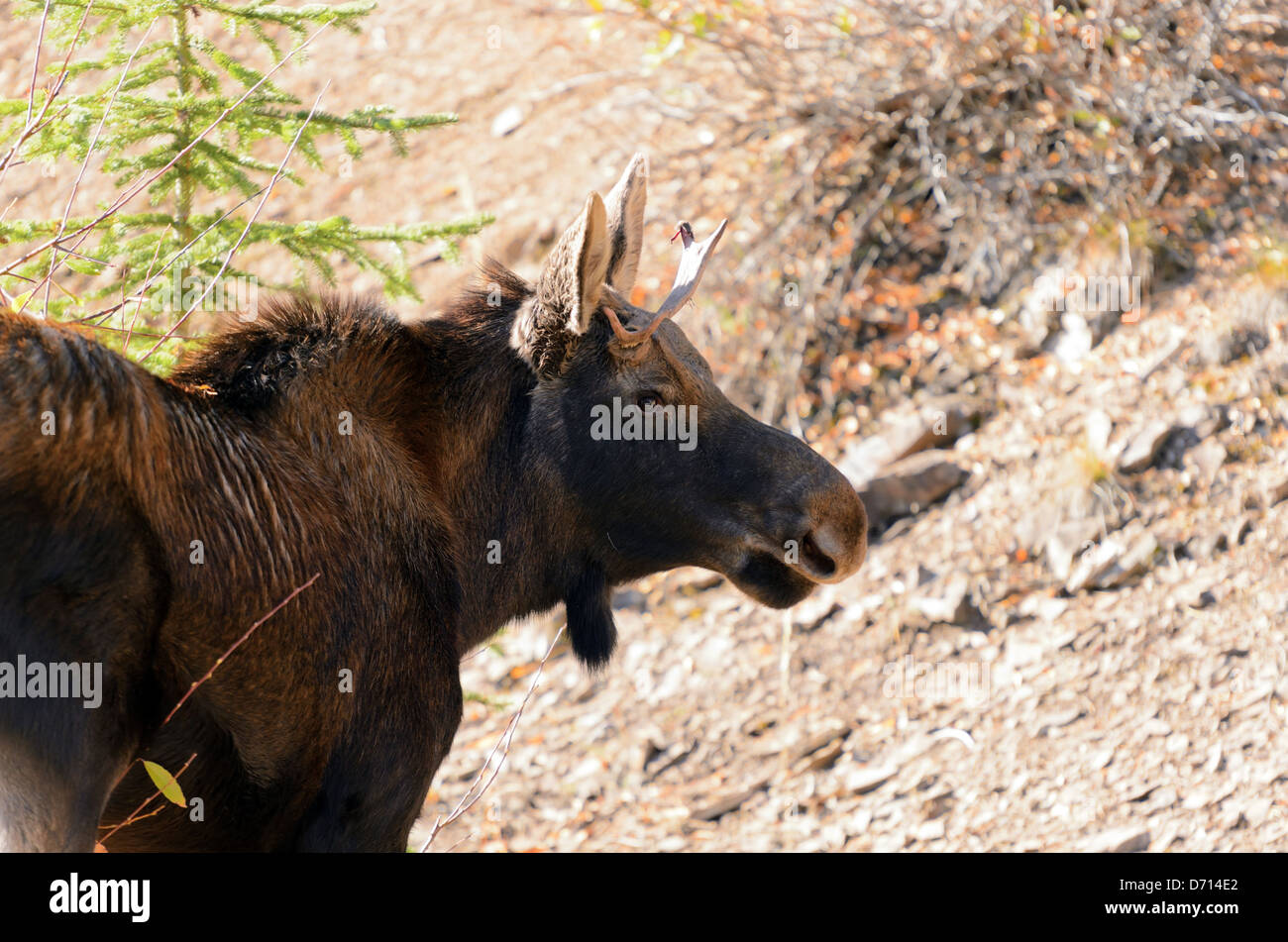 Canada banff moose hi-res stock photography and images - Alamy