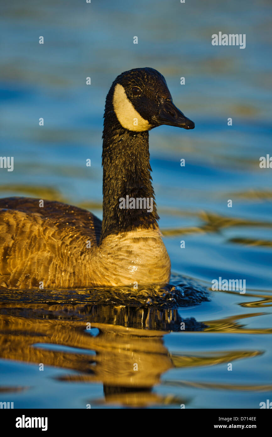 Canada, British Columbia, Vancouver Island, Close-up of Canada Goose ...