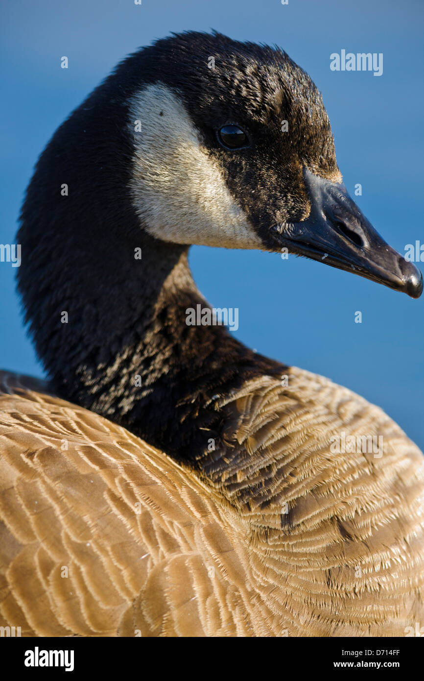 Canada, British Columbia, Vancouver Island, Close-up of Canada Goose ...