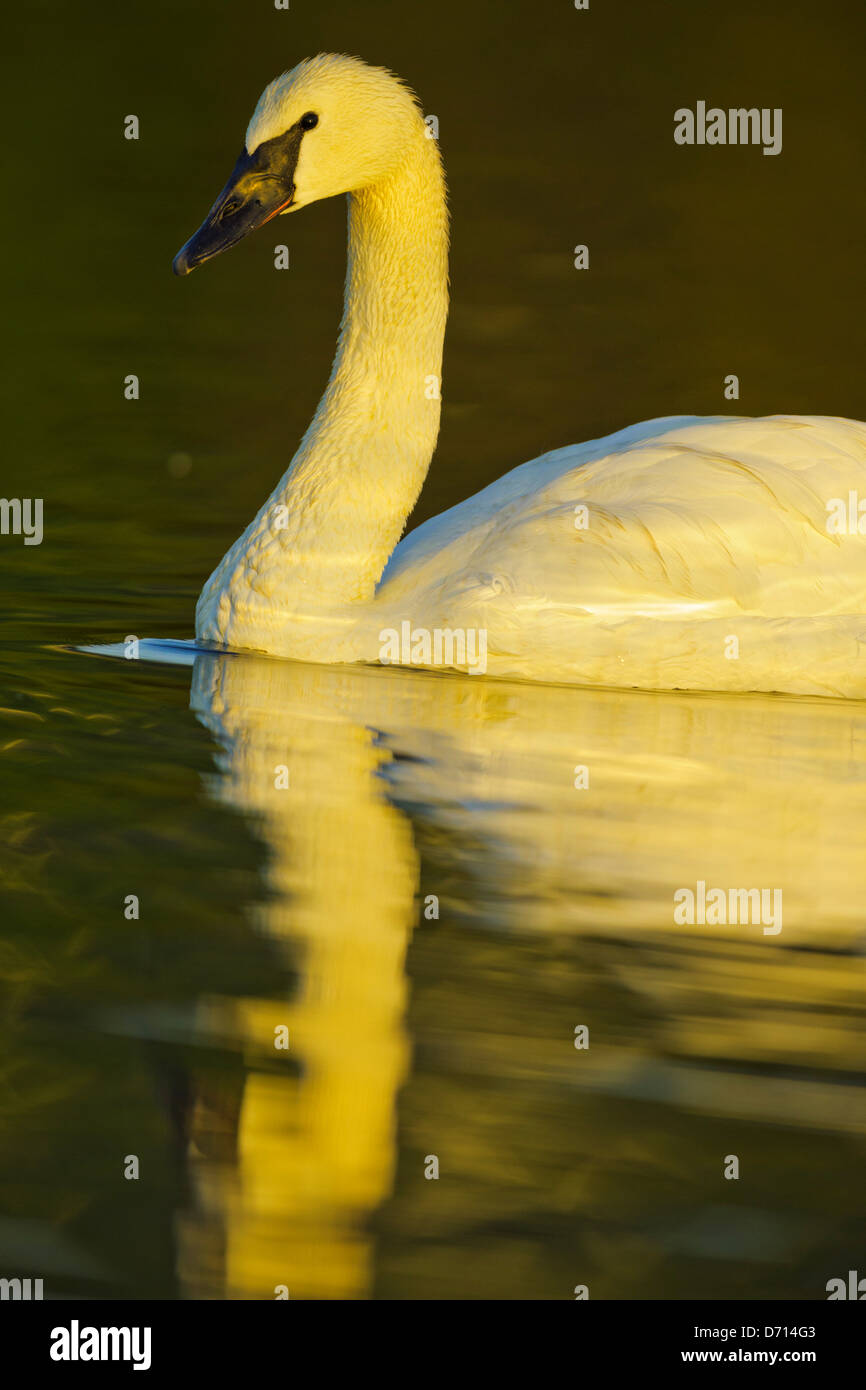 Canada, British Columbia, Vancouver Island, Side view of Mute Swan ...