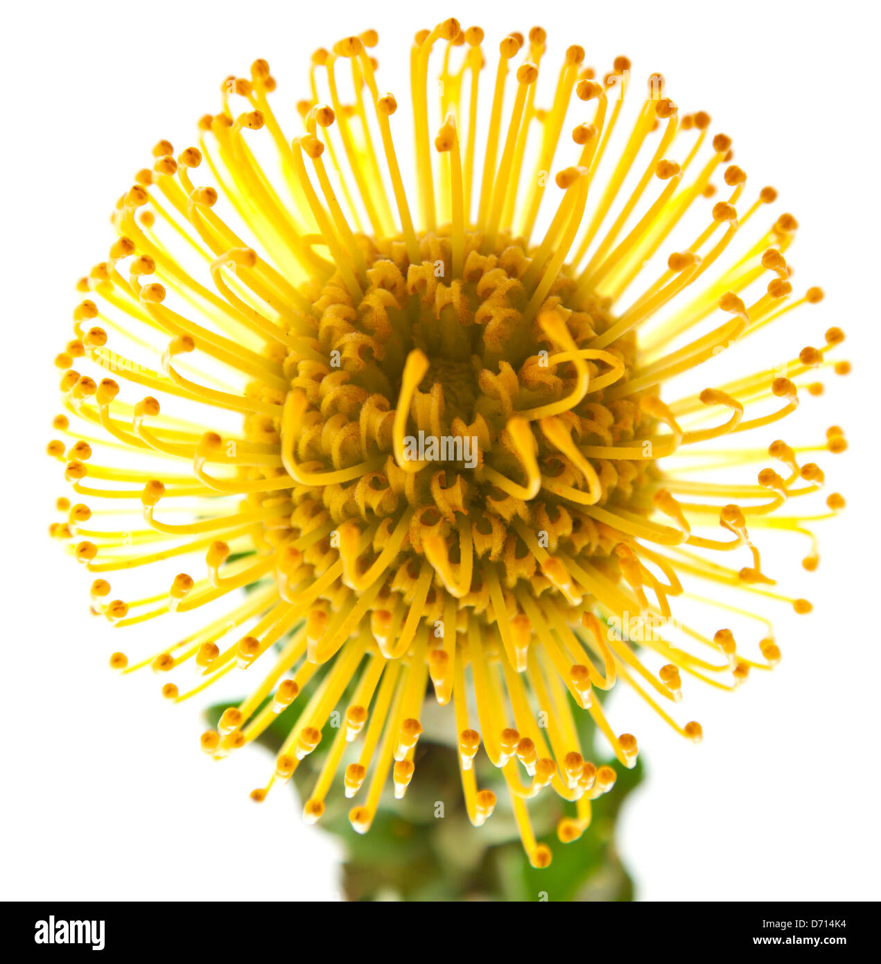 yellow protea isolated on white background Stock Photo - Alamy