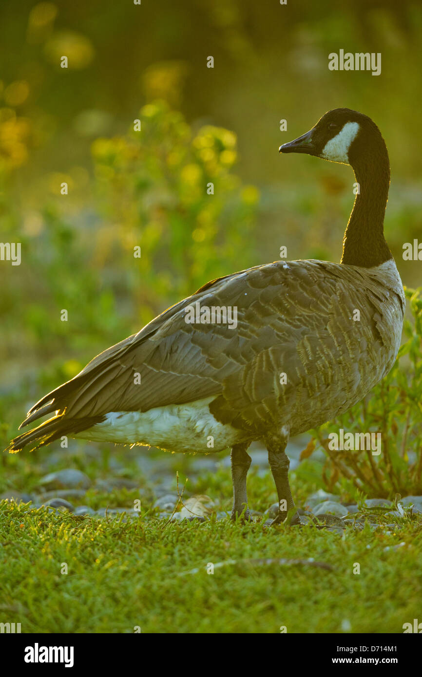 Canada, British Columbia, Vancouver Island, Canada Goose (Branta ...