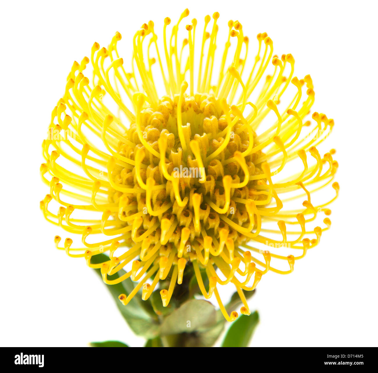 yellow protea isolated on white background Stock Photo - Alamy