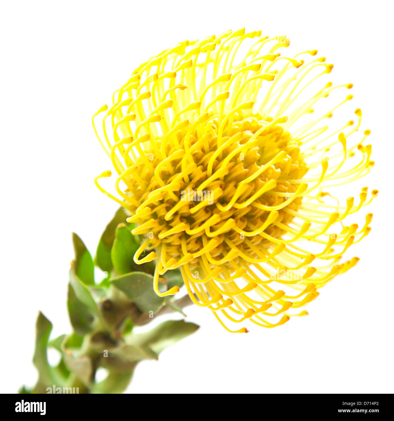 yellow protea isolated on white background Stock Photo - Alamy