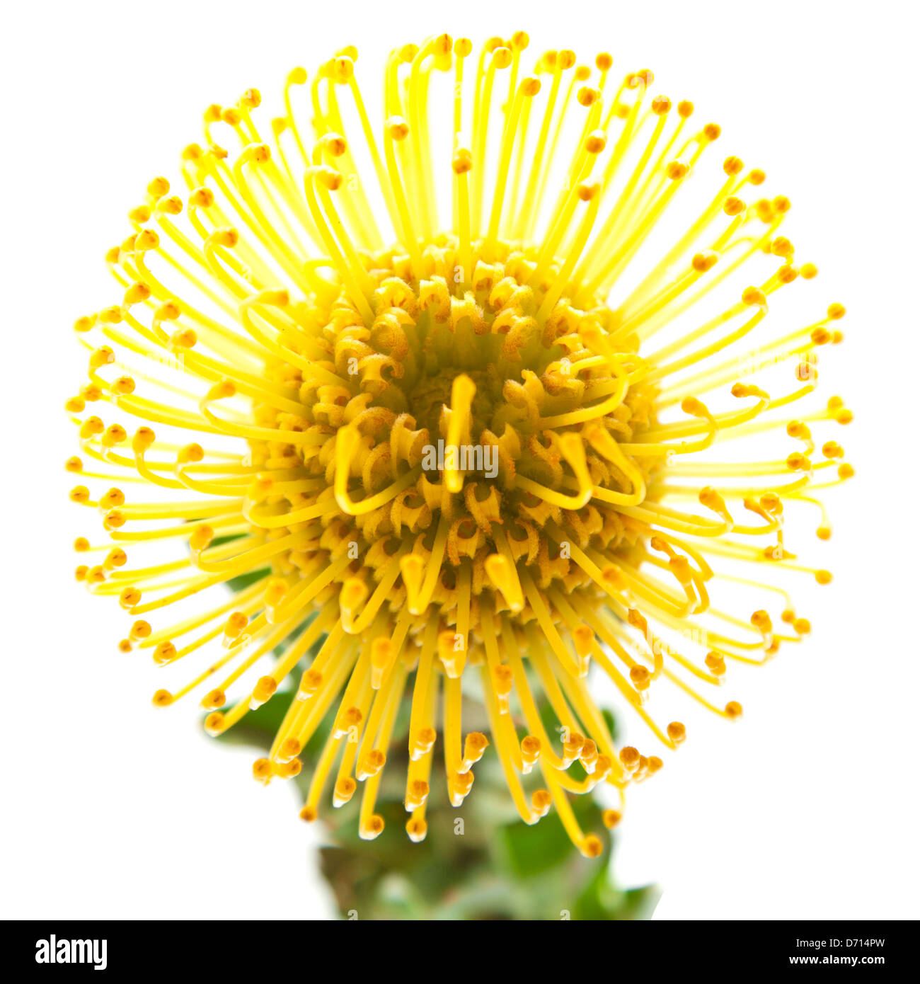 yellow protea isolated on white background Stock Photo - Alamy