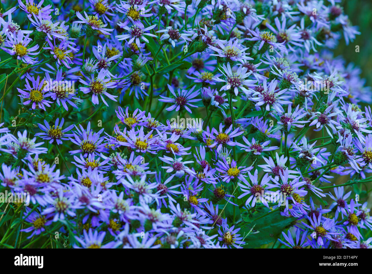 Canada, Alberta, Wild flowers in Banff National Park Stock Photo - Alamy
