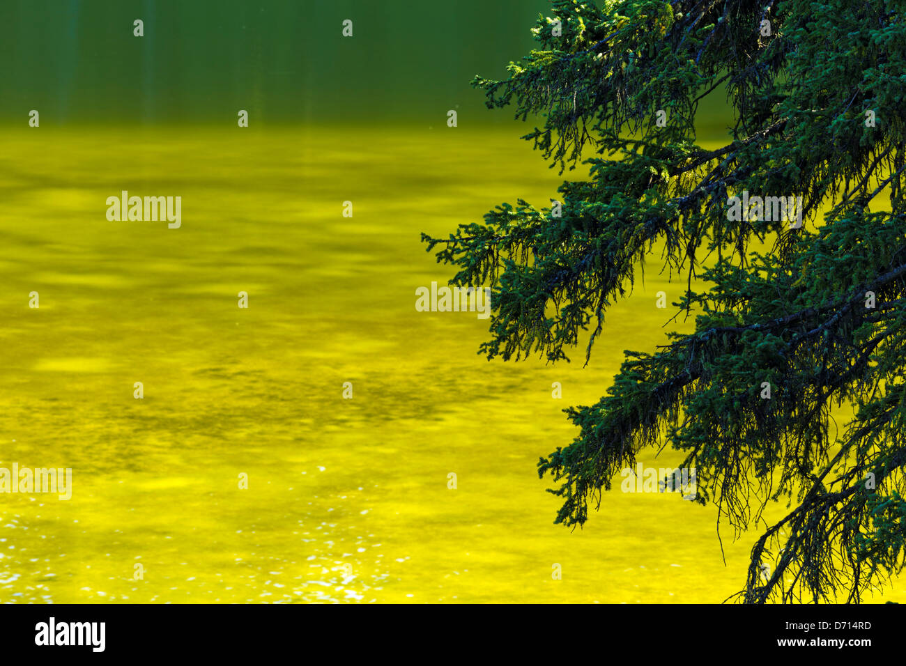 Canada, Alberta, Tree branch with Pilot Pond in background, Banff ...