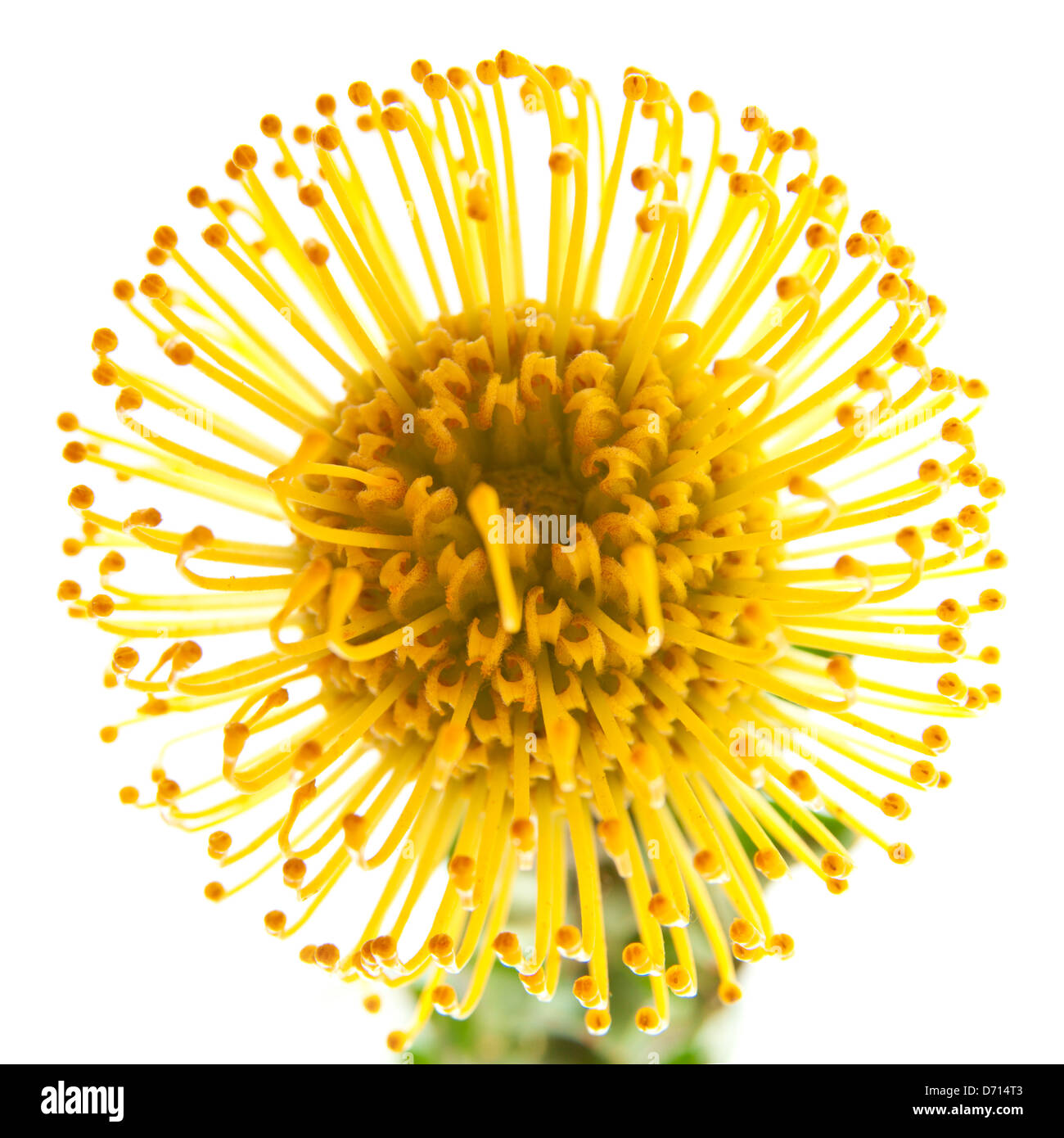 yellow protea isolated on white background Stock Photo - Alamy