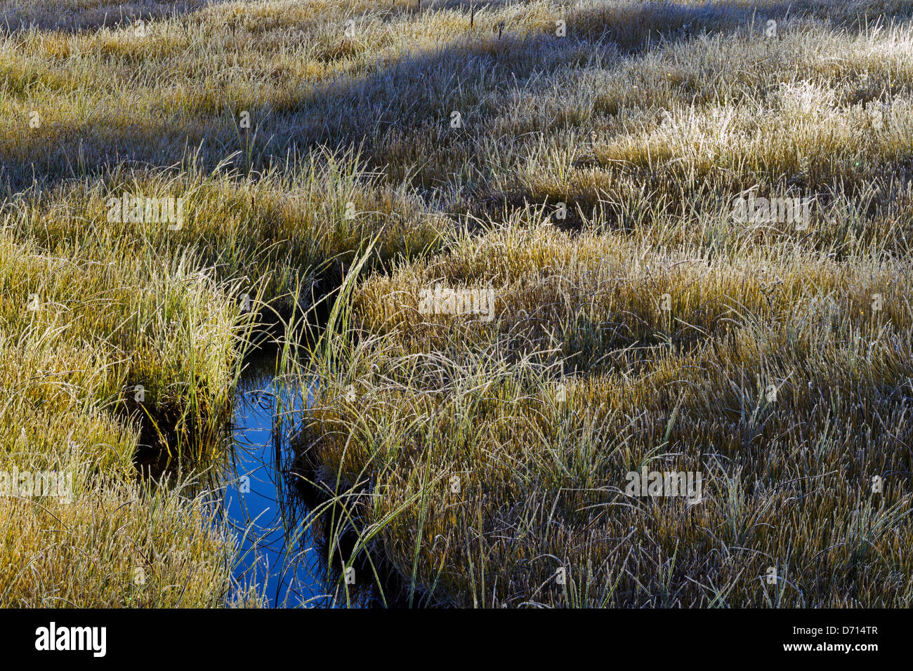 Canada, Alberta, Frost on tall grass marsh in Bow Valley in Banff ...
