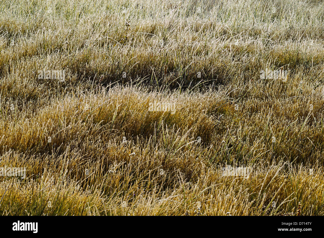Canada, Alberta, Frost on tall grass marsh in Bow Valley in Banff ...