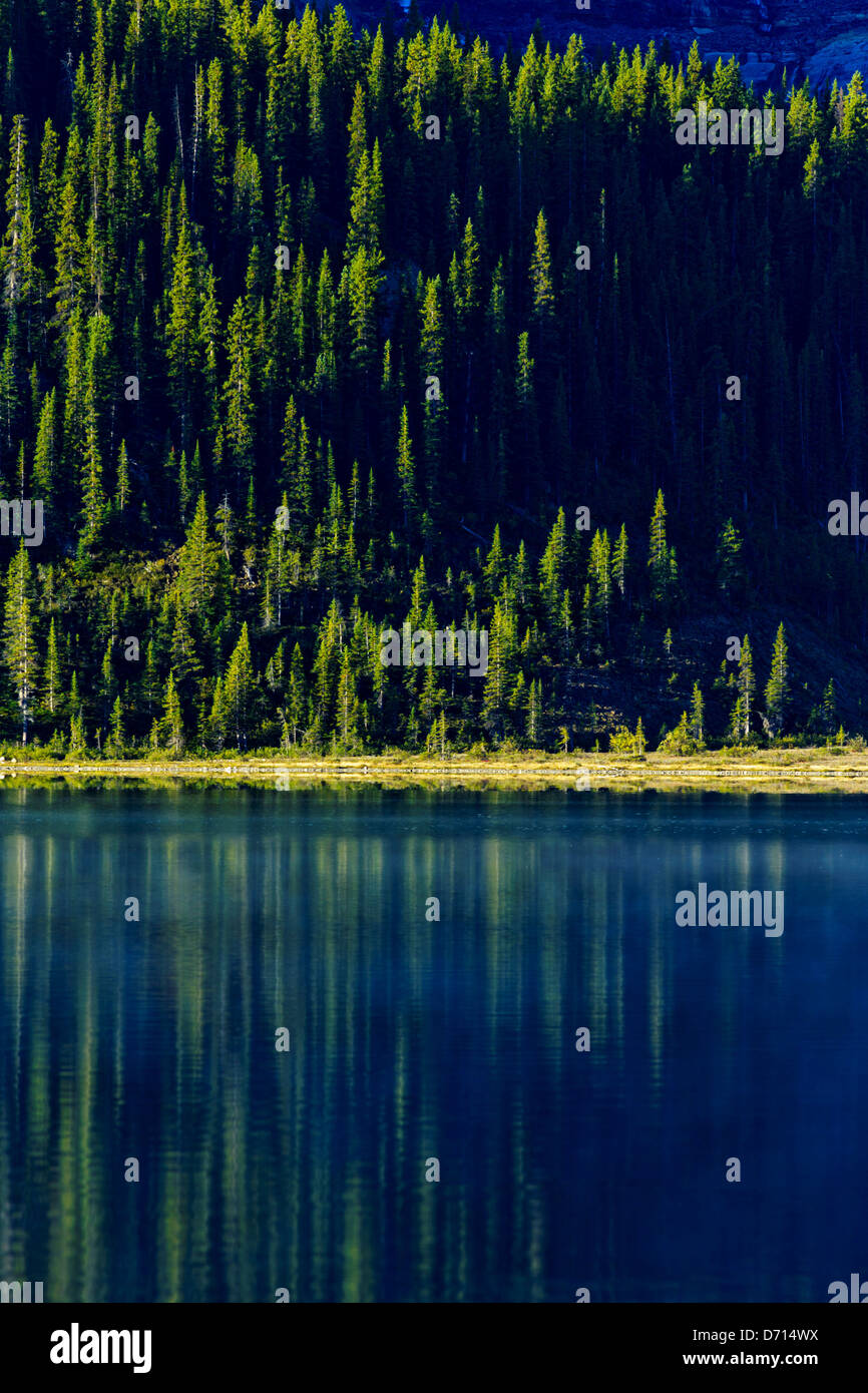Canada, Alberta, Trees reflected in Bow Lake in Banff National Park ...