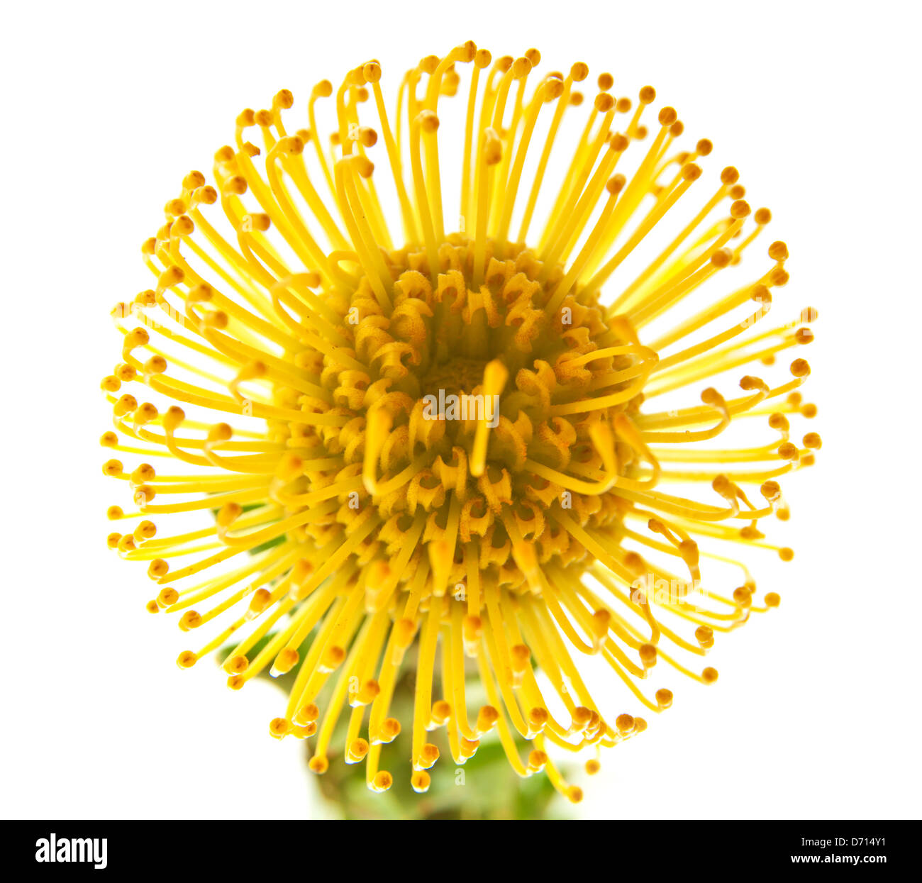 yellow protea isolated on white background Stock Photo - Alamy