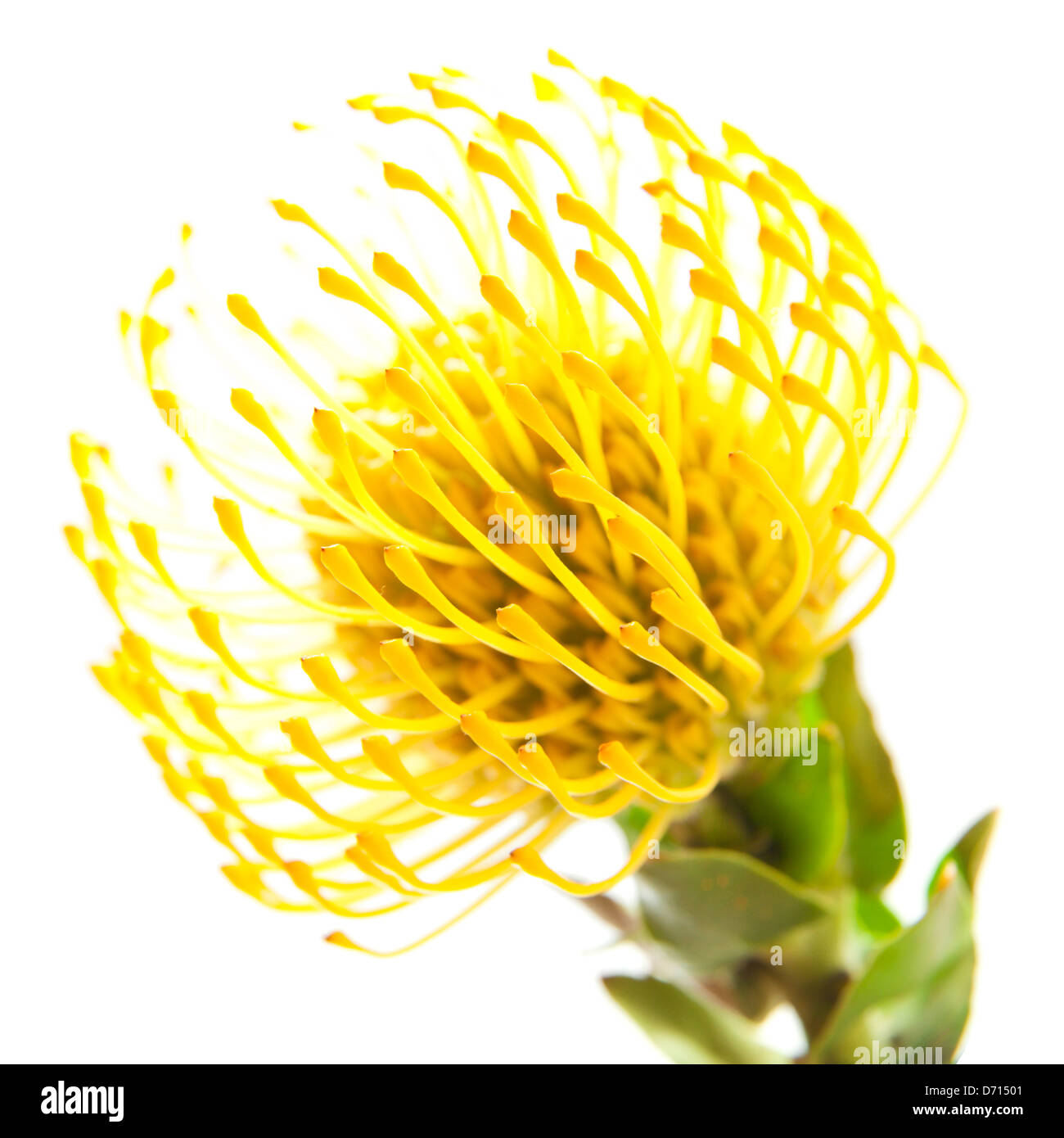 yellow protea isolated on white background Stock Photo - Alamy