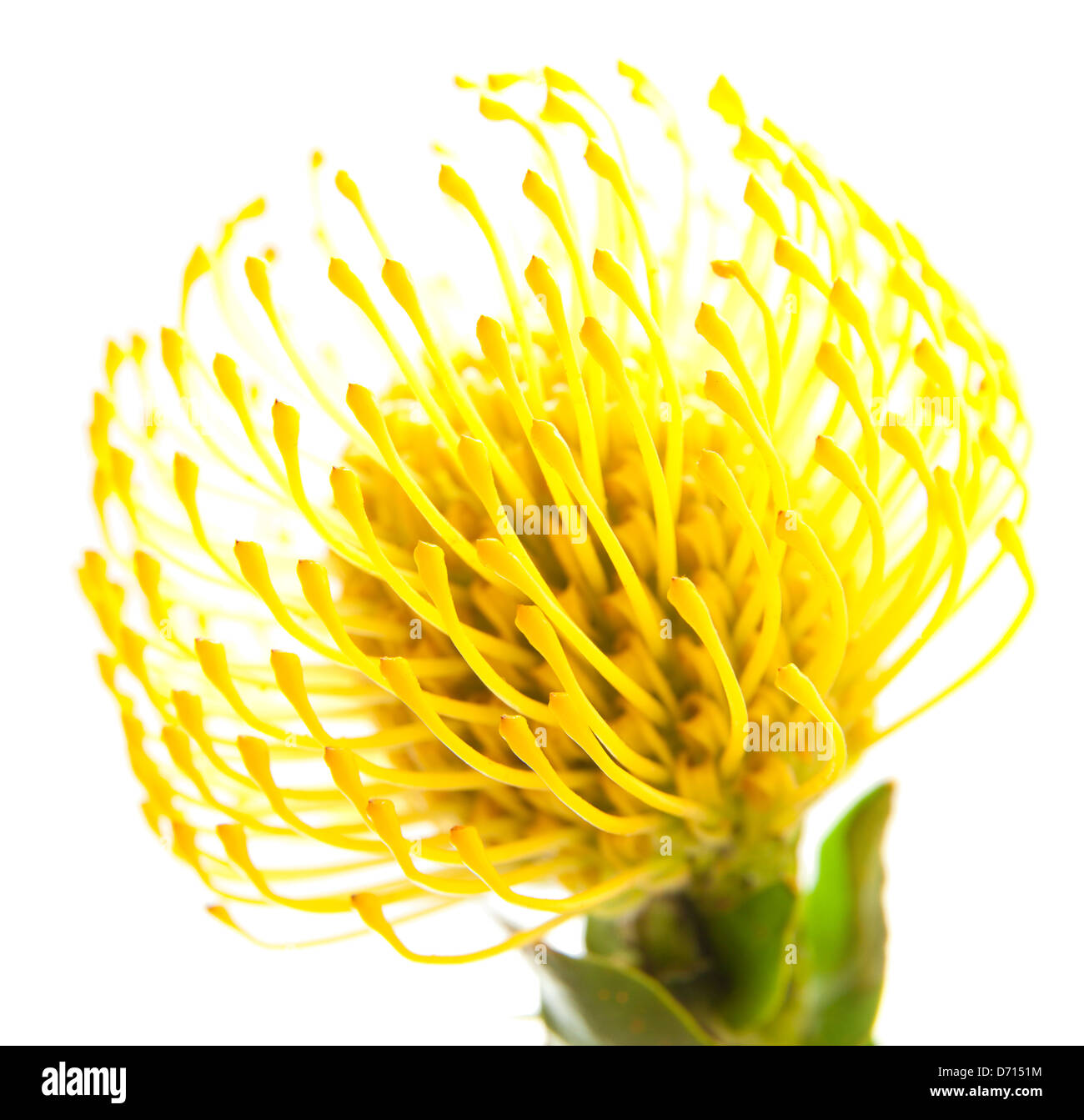 yellow protea isolated on white background Stock Photo - Alamy