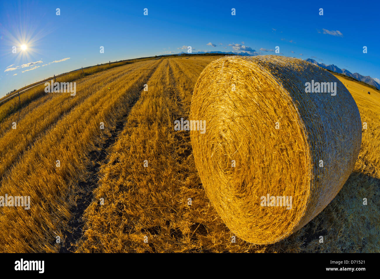 Bail hay straw agriculture hi-res stock photography and images - Alamy