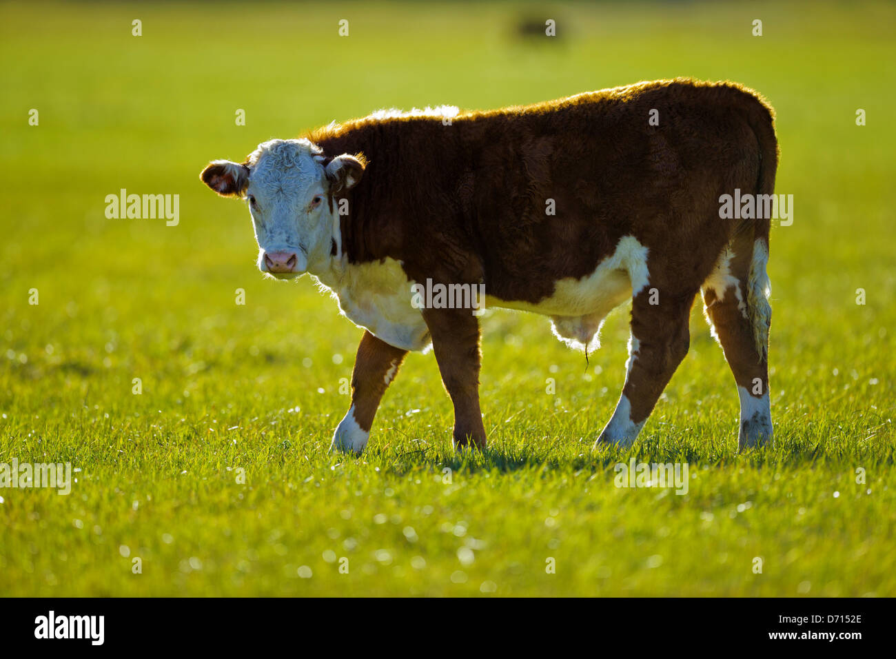 Canada, Alberta, Cow grazing in field Stock Photo - Alamy