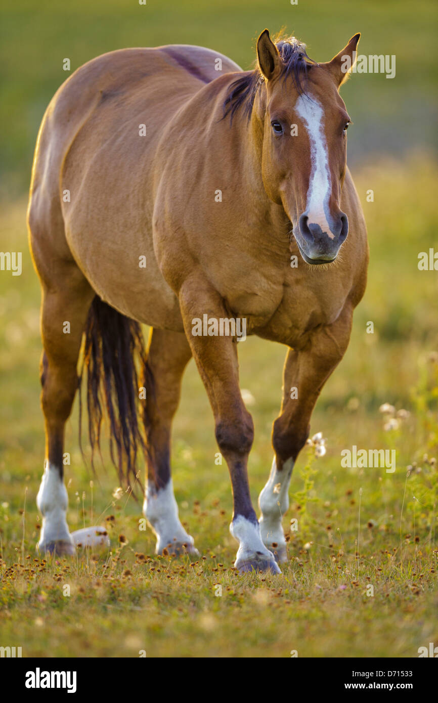 Horse portrait canada hi-res stock photography and images - Alamy