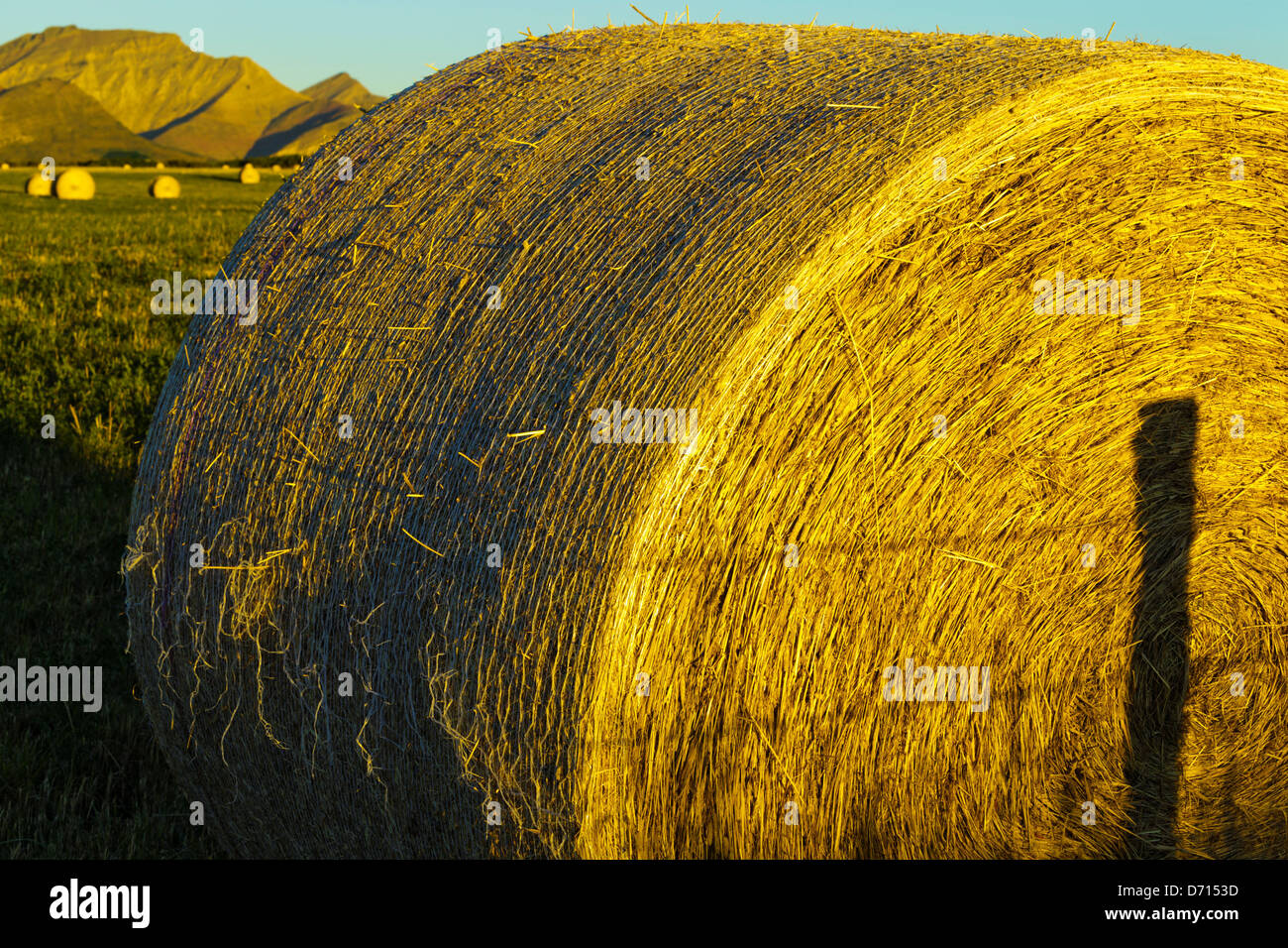 Canada, Alberta, Hay bails in field Stock Photo - Alamy