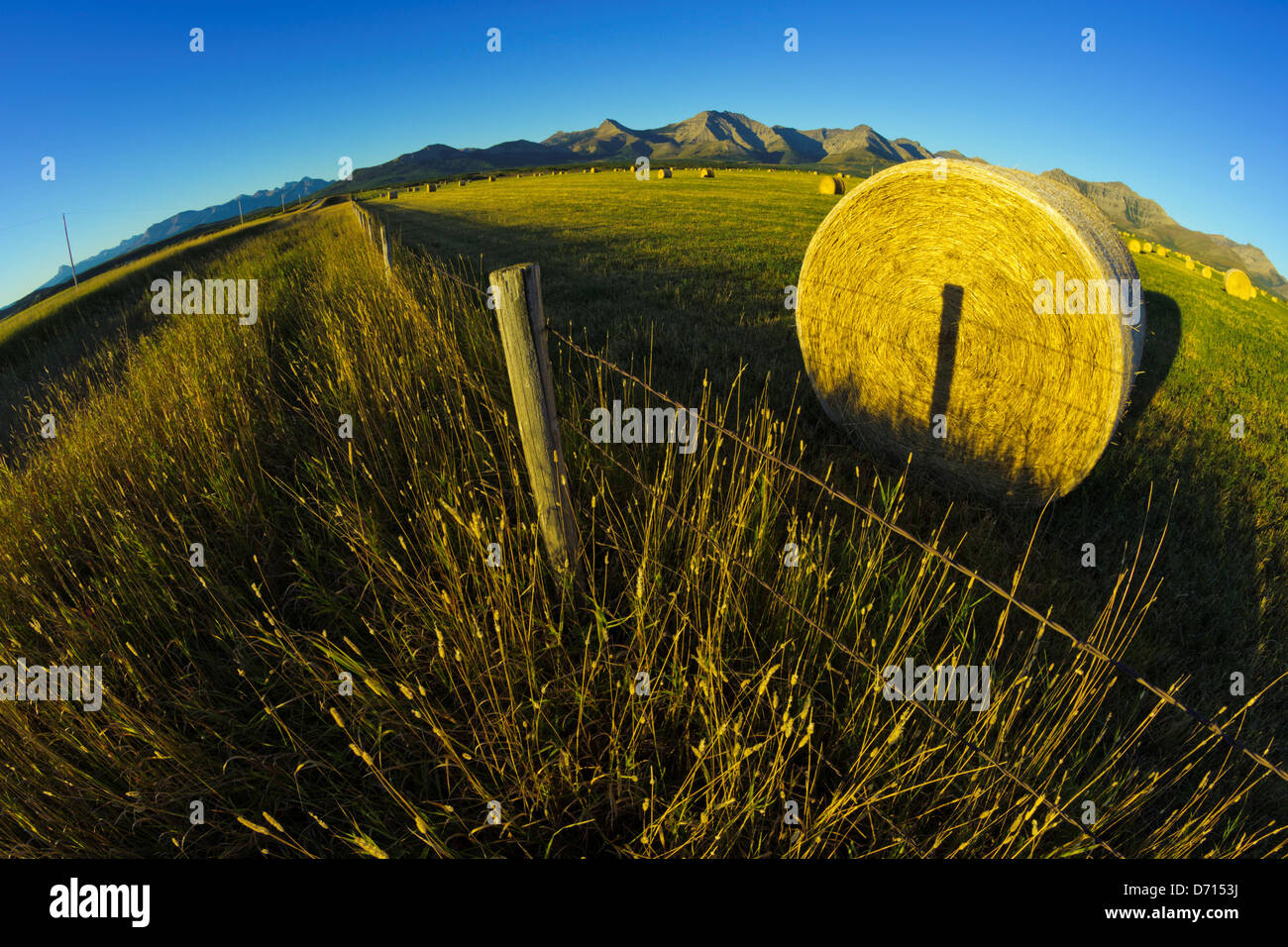Canada, Alberta, Hay bails in field at sunrise Stock Photo - Alamy