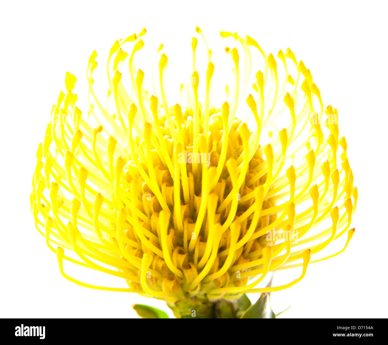 yellow protea isolated on white background Stock Photo - Alamy