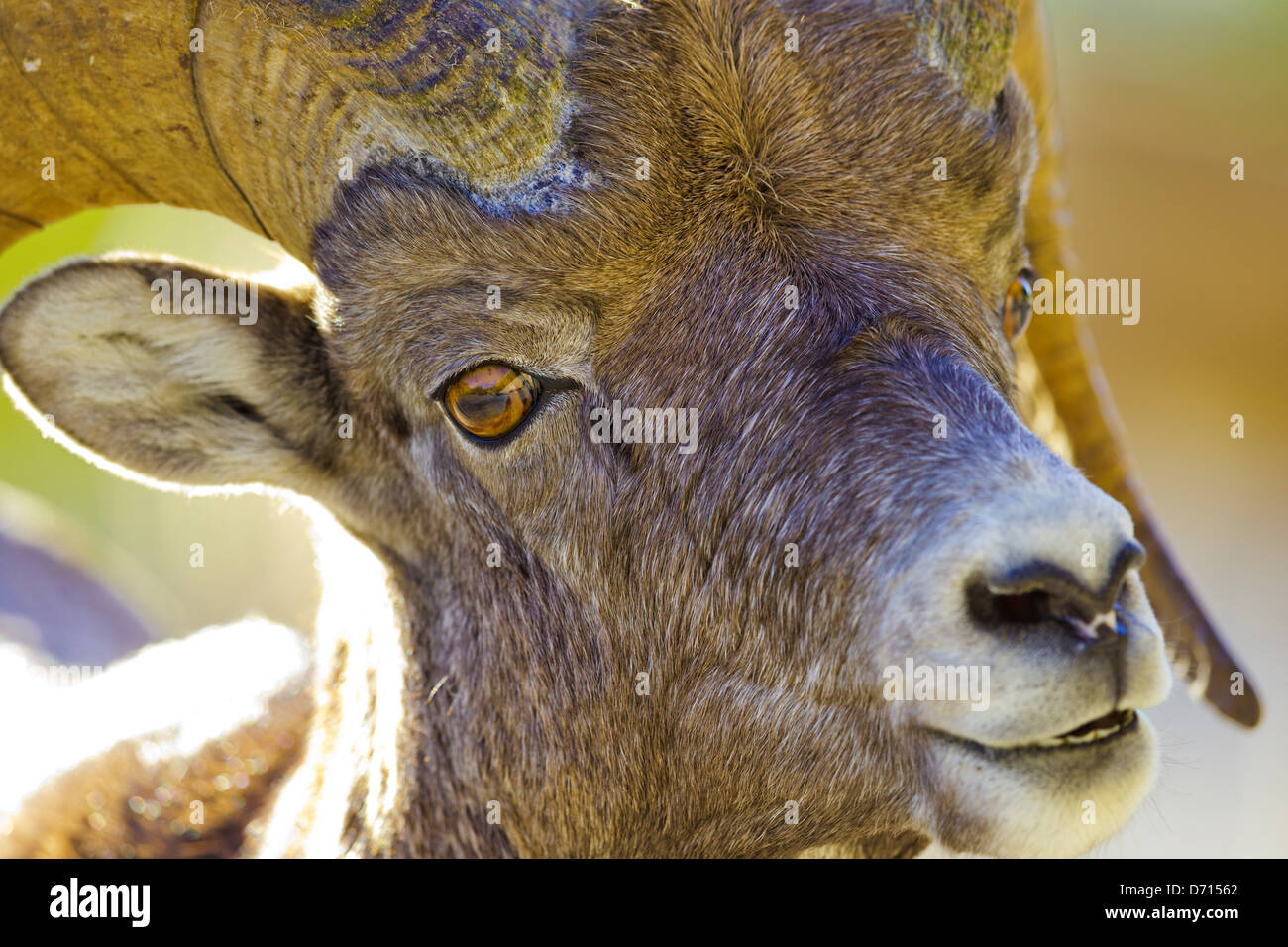 Canada, Alberta, Mountain Sheep in Jasper National Park Stock Photo - Alamy