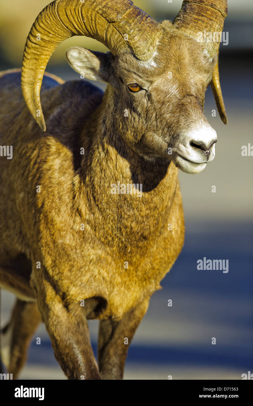 Canada, Alberta, Mountain Sheep in Jasper National Park Stock Photo - Alamy