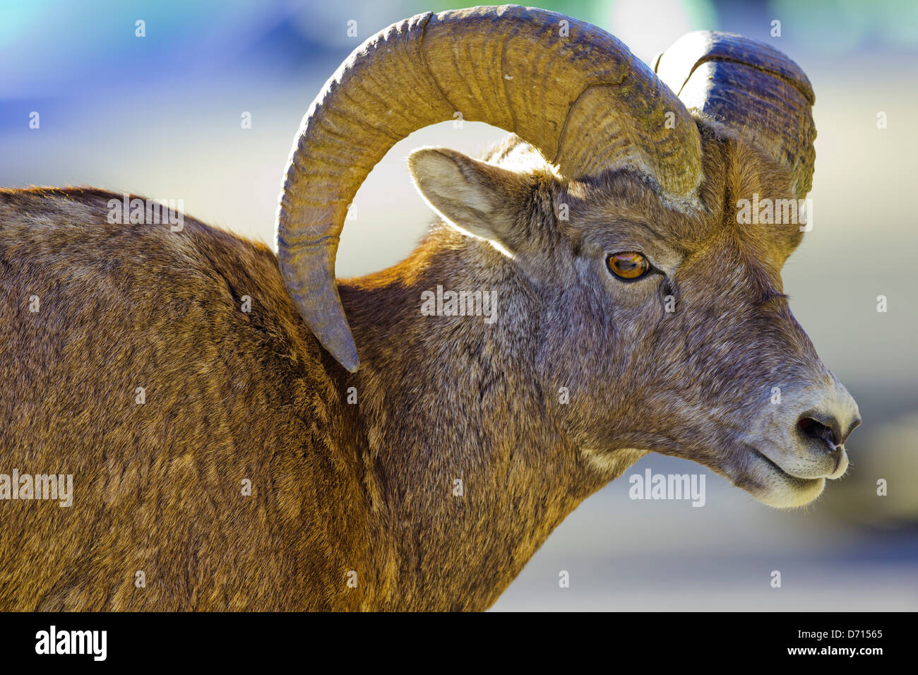 Canada, Alberta, Mountain Sheep in Jasper National Park Stock Photo - Alamy