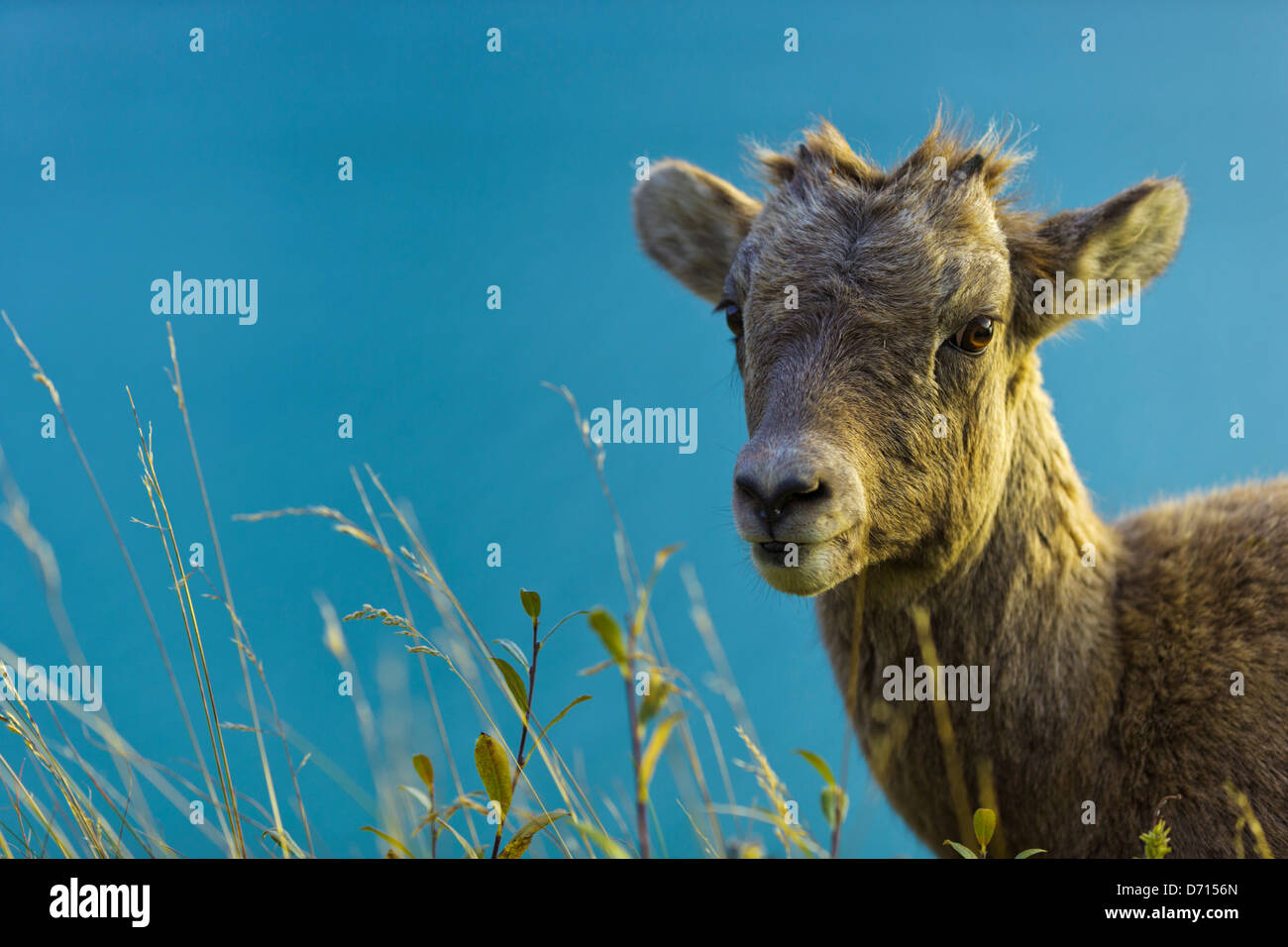 Canada, Alberta, Mountain Sheep in Jasper National Park Stock Photo - Alamy