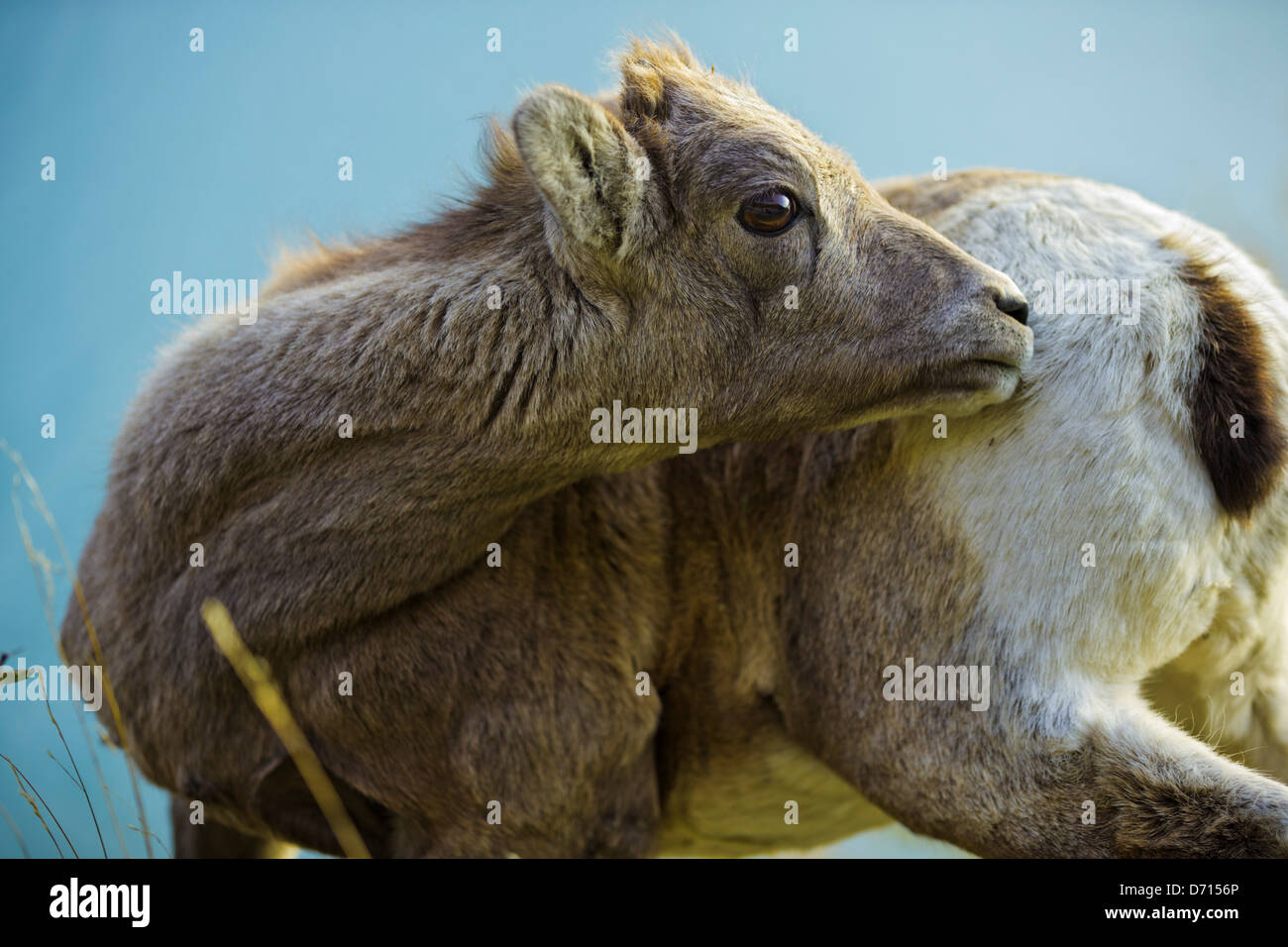 Canada, Alberta, Mountain Sheep in Jasper National Park Stock Photo - Alamy